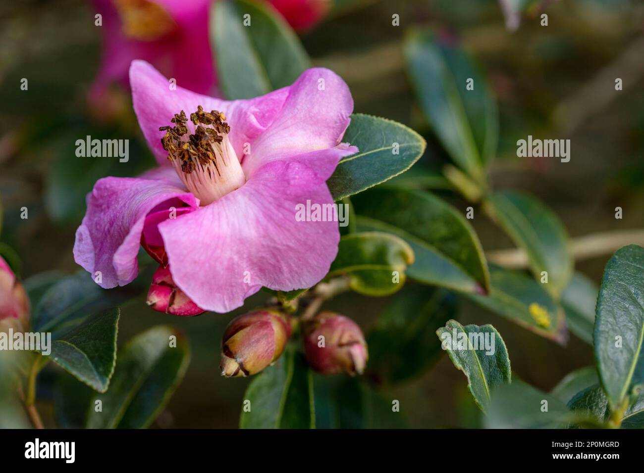 Beyond beautiful close-up natural environmental flower portrait of ...