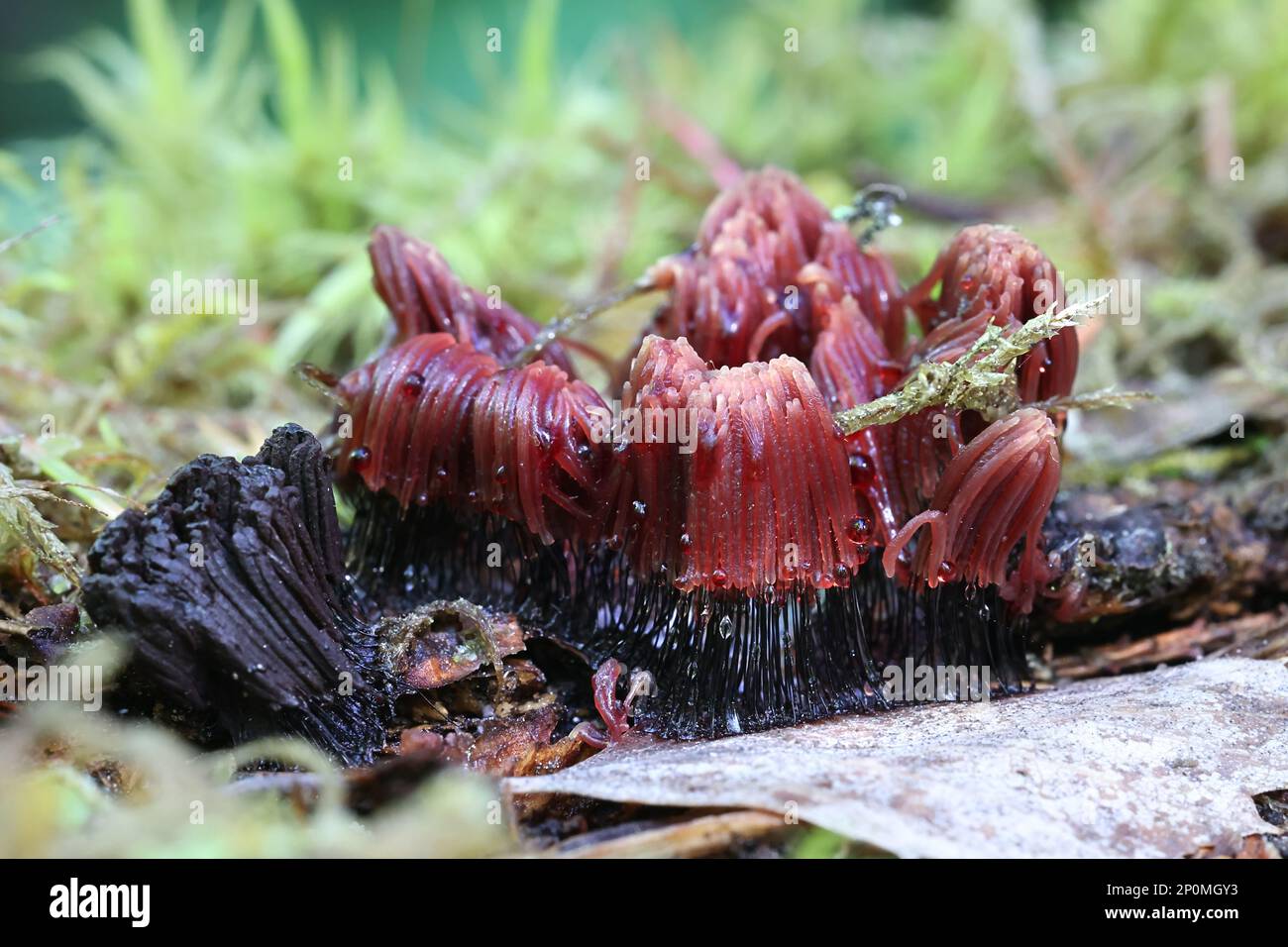 Stemonitis axifera, known as the chocolate tube slime mold, myxomycete ...