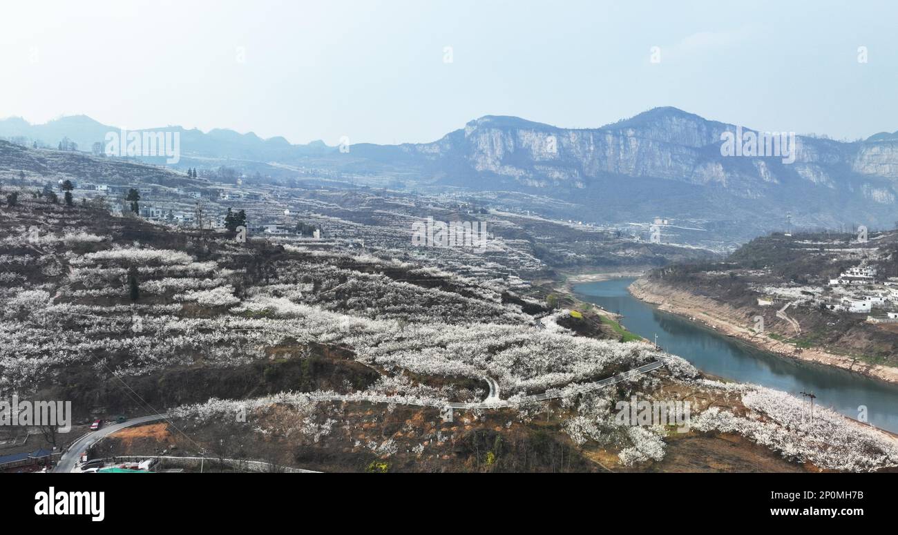 Aerial photo shows cherry blossoms blooming in Aohe Village, Qingzhen ...