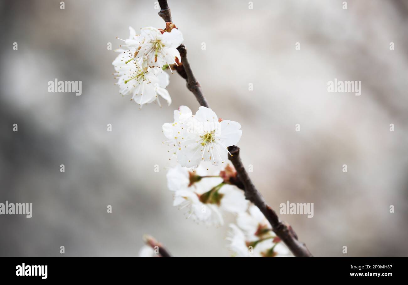 Cherry blossoms burst into full bloom in Aohe Village, Qingzhen City of ...
