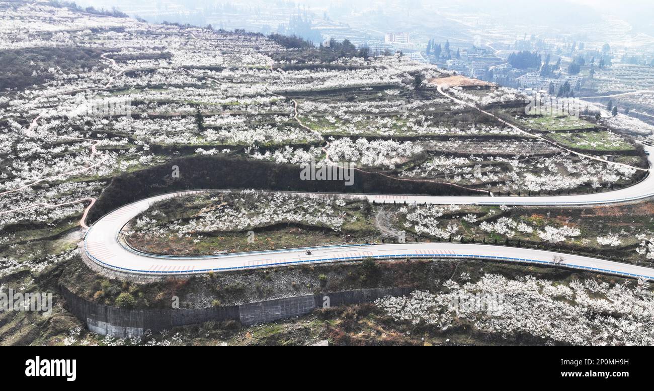 Aerial photo shows cherry blossoms blooming in Aohe Village, Qingzhen ...