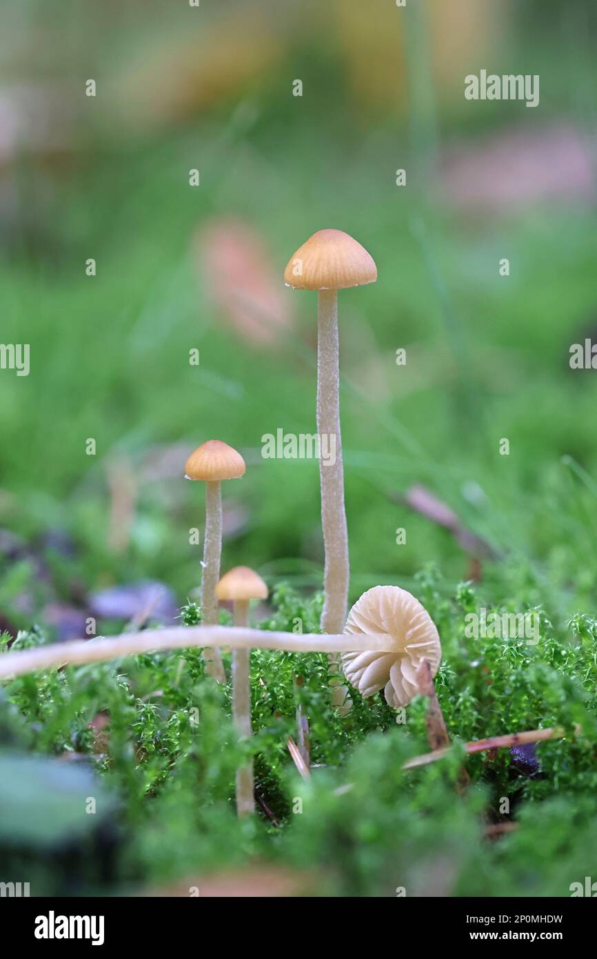 Galerina pumila, known as dwarf bell, wild mushroom from Finland Stock ...