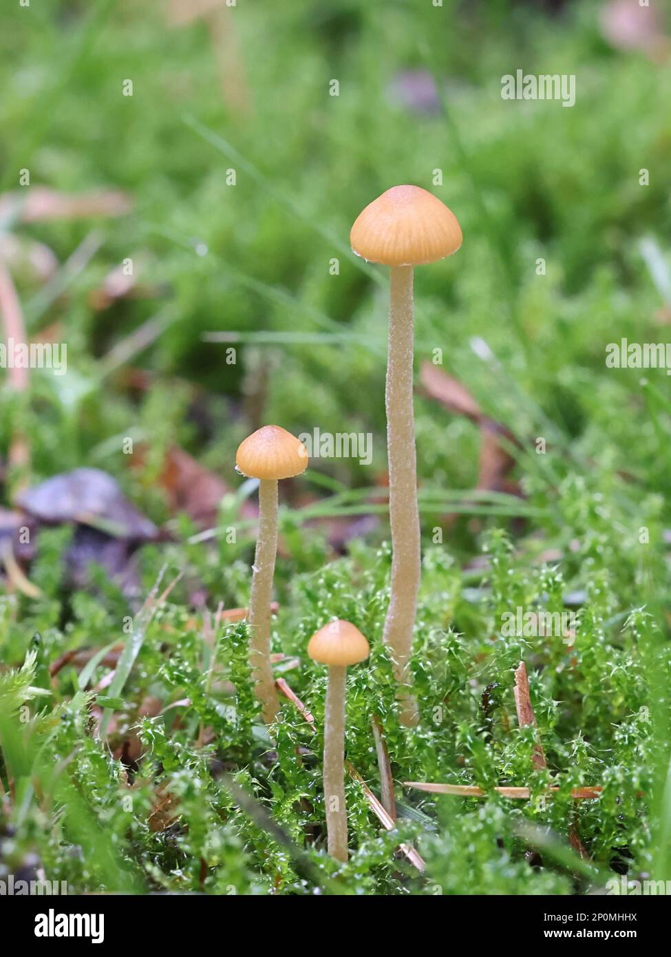 Galerina pumila, known as dwarf bell, wild mushroom from Finland Stock ...