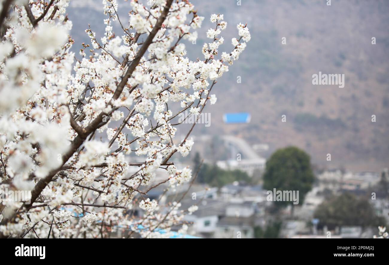 Cherry blossoms burst into full bloom in Aohe Village, Qingzhen City of ...