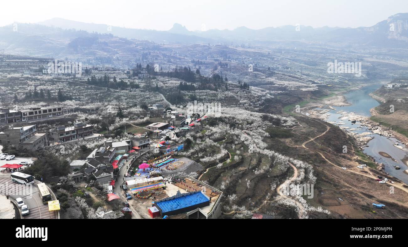Aerial photo shows cherry blossoms blooming in Aohe Village, Qingzhen ...