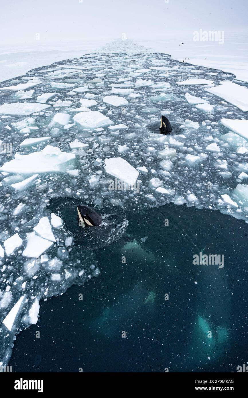 Orcas spy hop in the broken ice behind the Coast Guard Cutter Polar ...