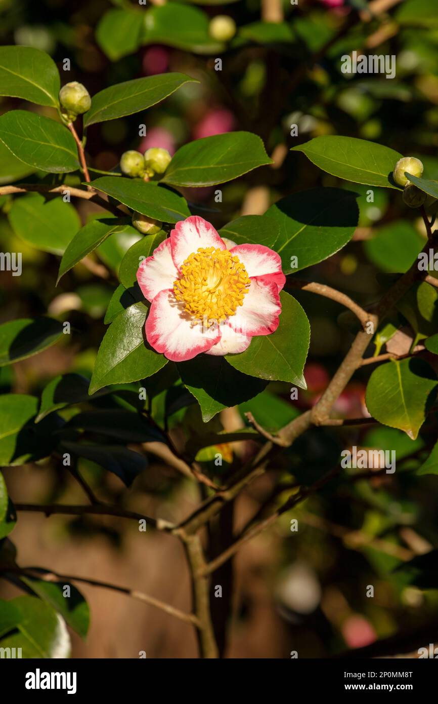 Fantastic Camellia Japonica (Okari), natural semi-close up plant portrait in late winter Stock ...