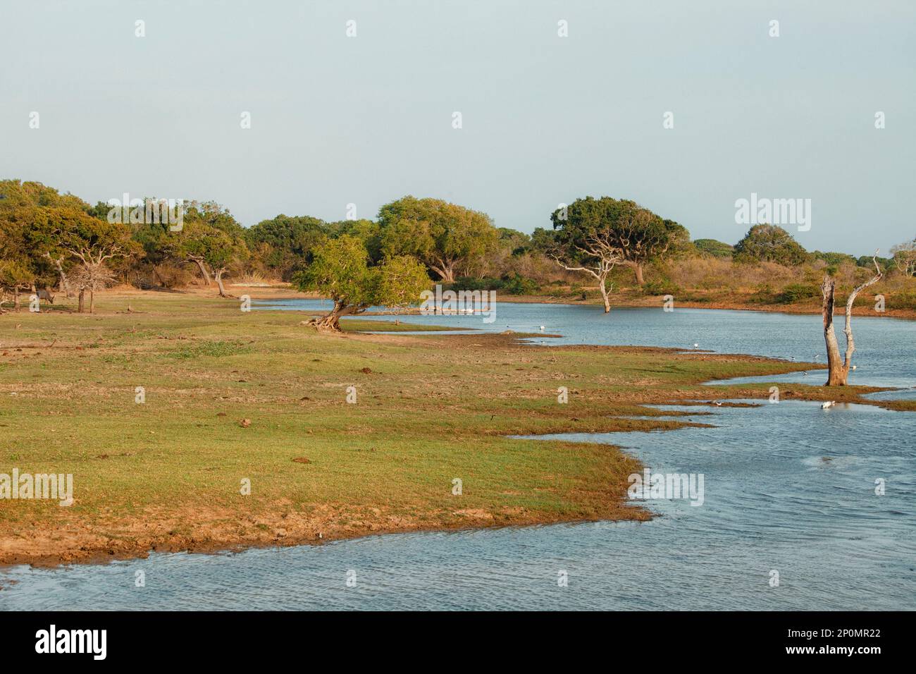 Landscape in the Yala National Park, Yala Park, Sri Lanka Stock Photo ...