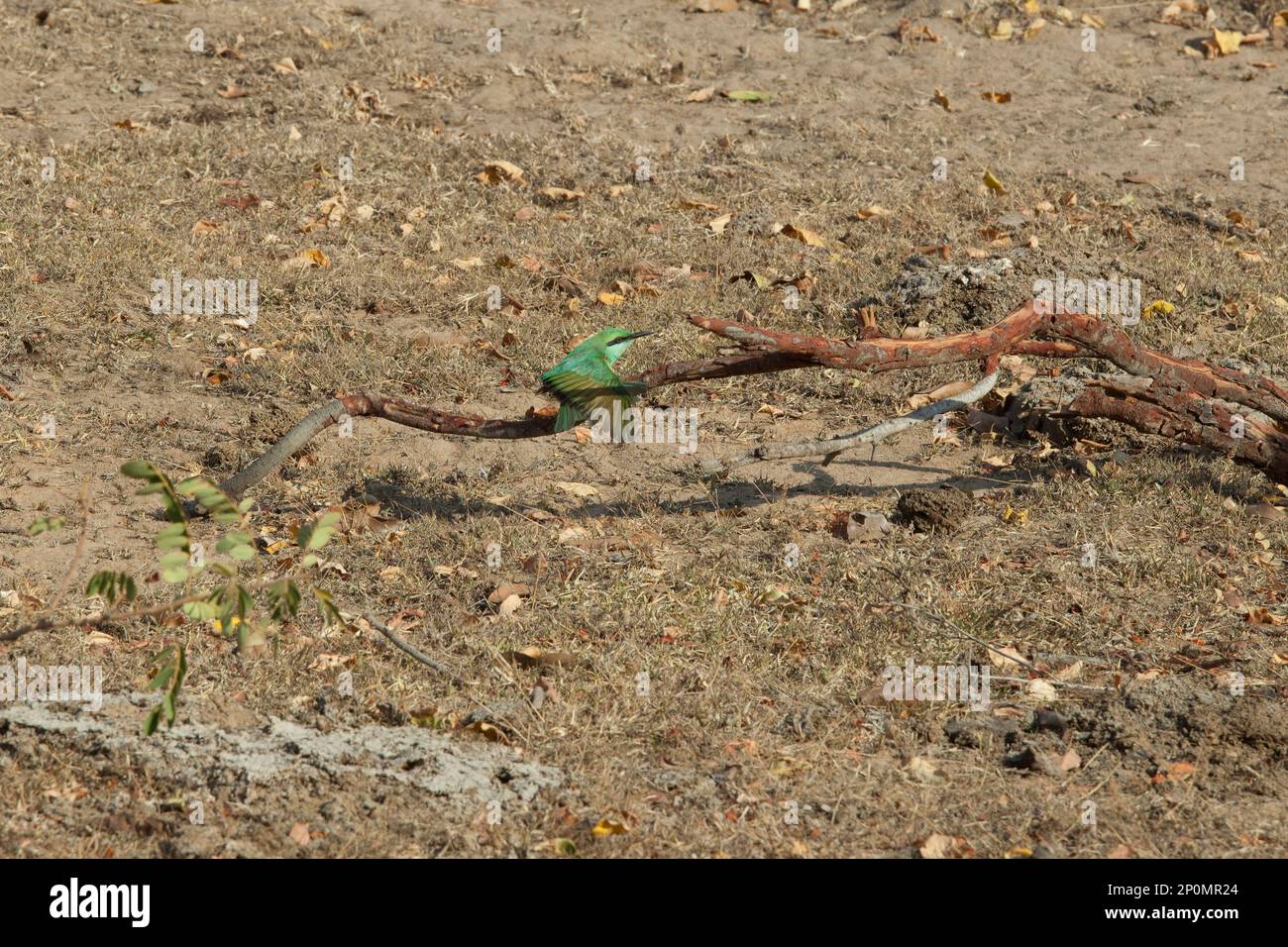 The Green Bee-eater. Merops orientalis, (sometimes Little Green Bee ...
