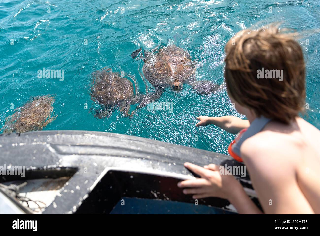 Tourist kid on a boat trying to touch wild turtles in a bay close to ...