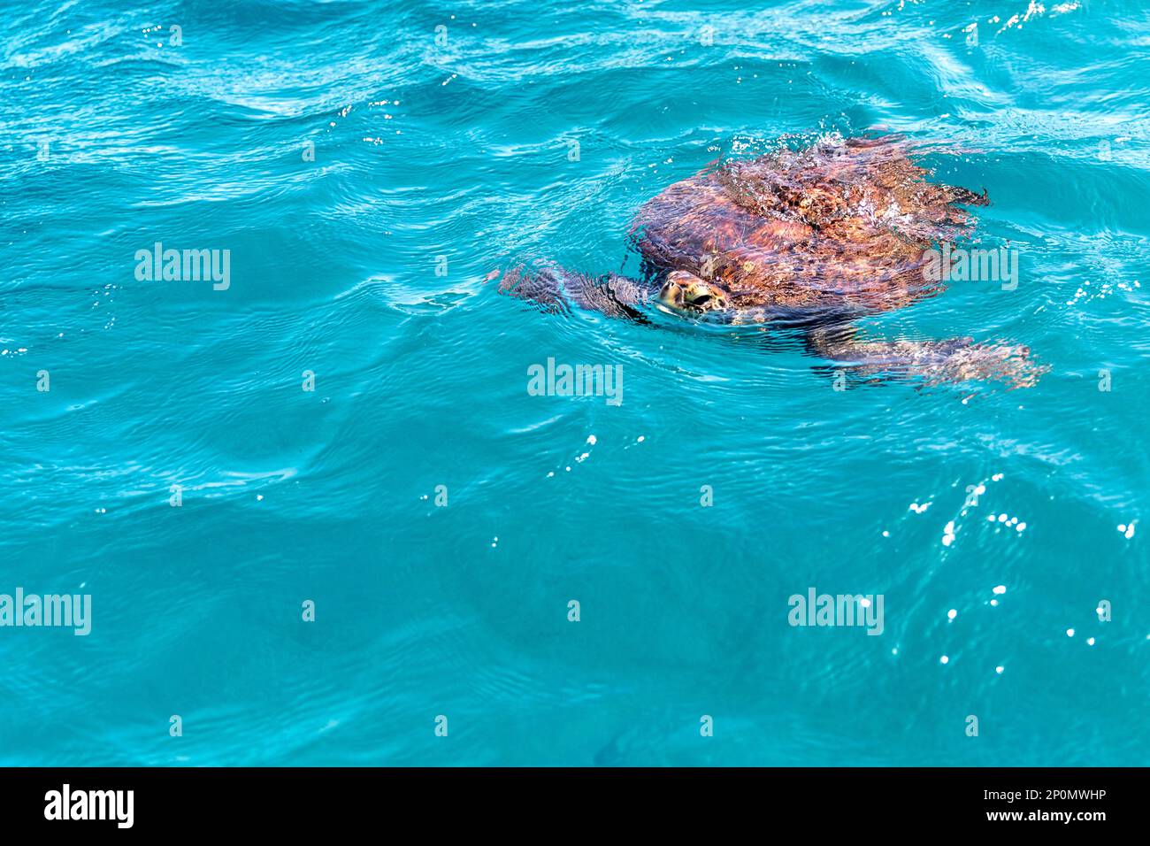 Loggerhead sea turtle taking a breathe while swimming in a secluded bay ...