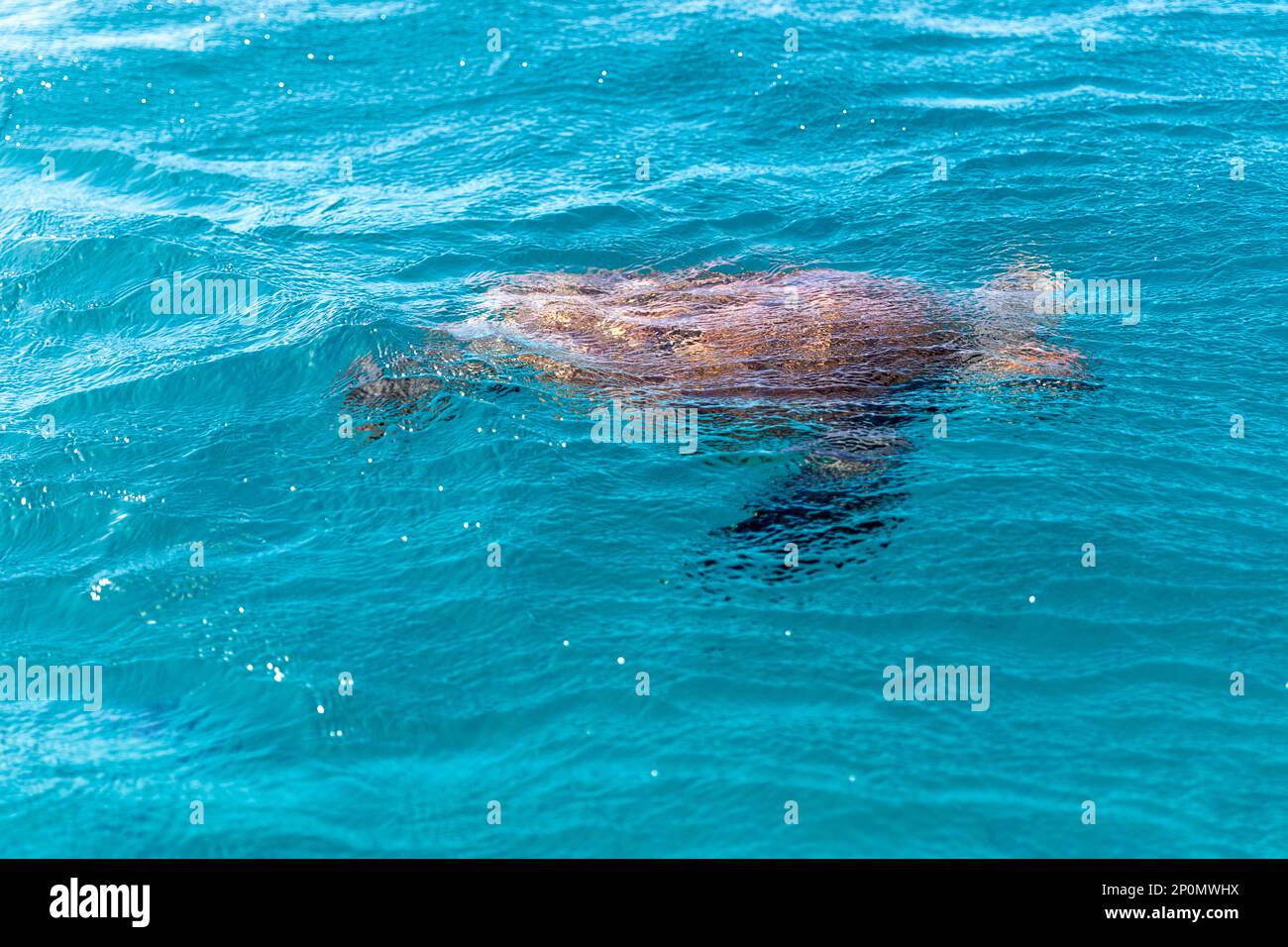 Silhouette of a loggerhead sea turtle swimming in a secluded bay near ...