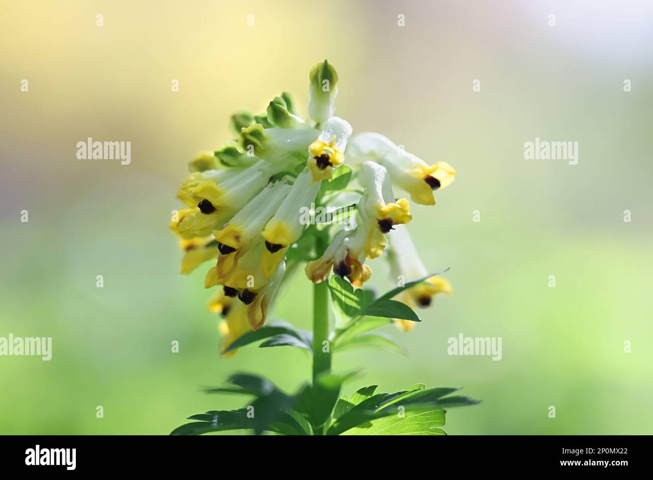 Noble-flowered birthwort, also called Siberian corydalis, Corydalis ...