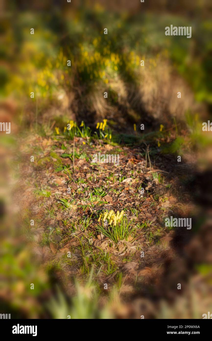 6 spreading perianth segments hi-res stock photography and images - Alamy