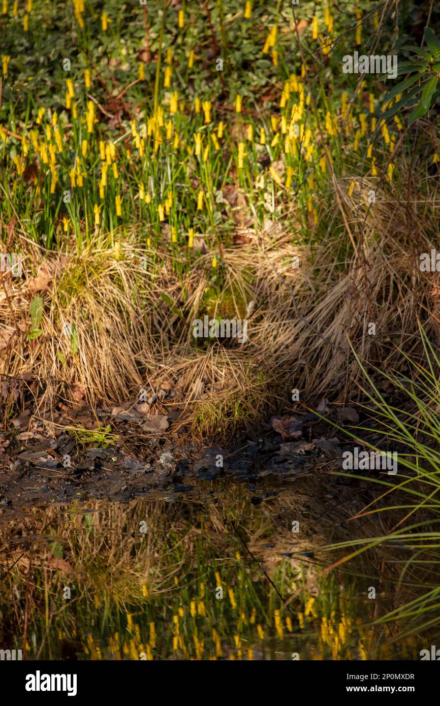 6 spreading perianth segments hi-res stock photography and images - Alamy