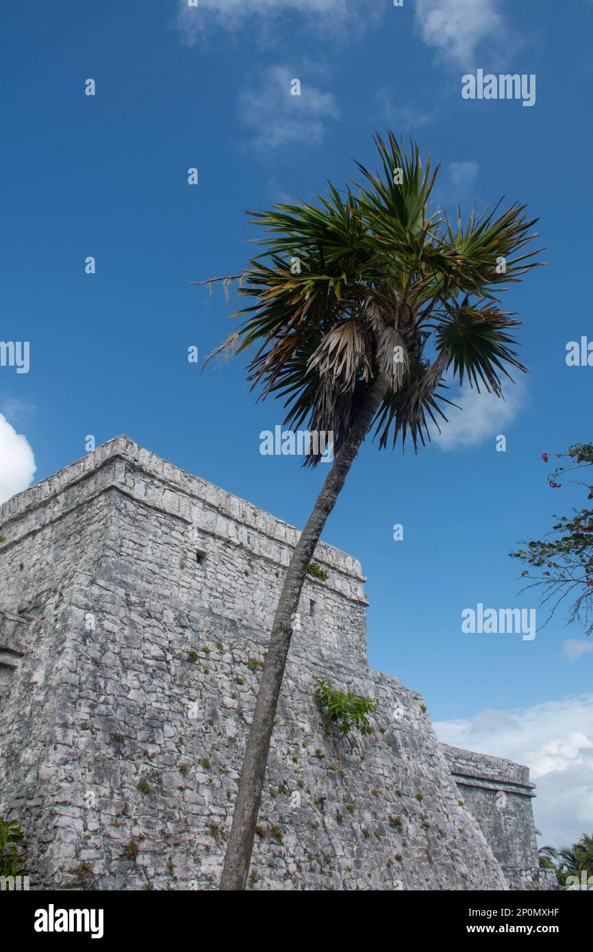 Mayan Temple at Tulum Yucatan Mexico with Palm tree in foreground Stock ...