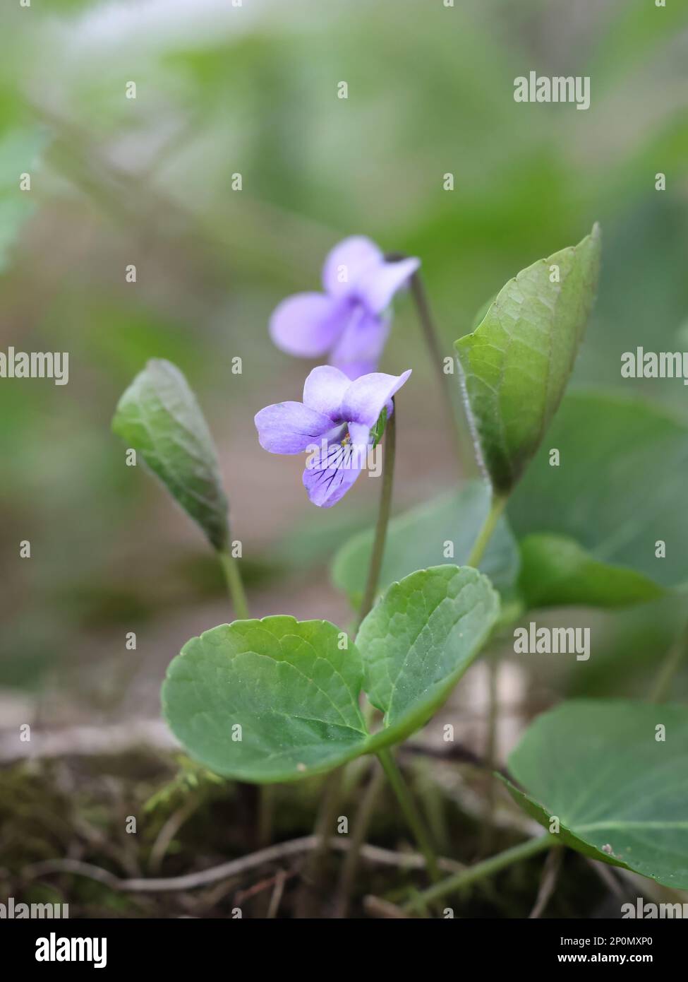 Viola epipsila, commonly known as Dwarf marsh violet or Northern marsh ...