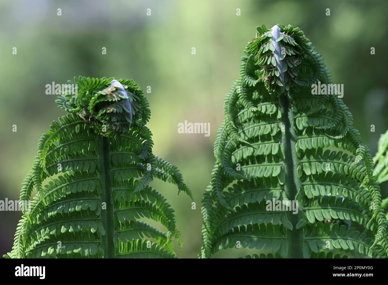 Matteuccia struthiopteris, known as ostrich fern, fiddlehead fern, or ...