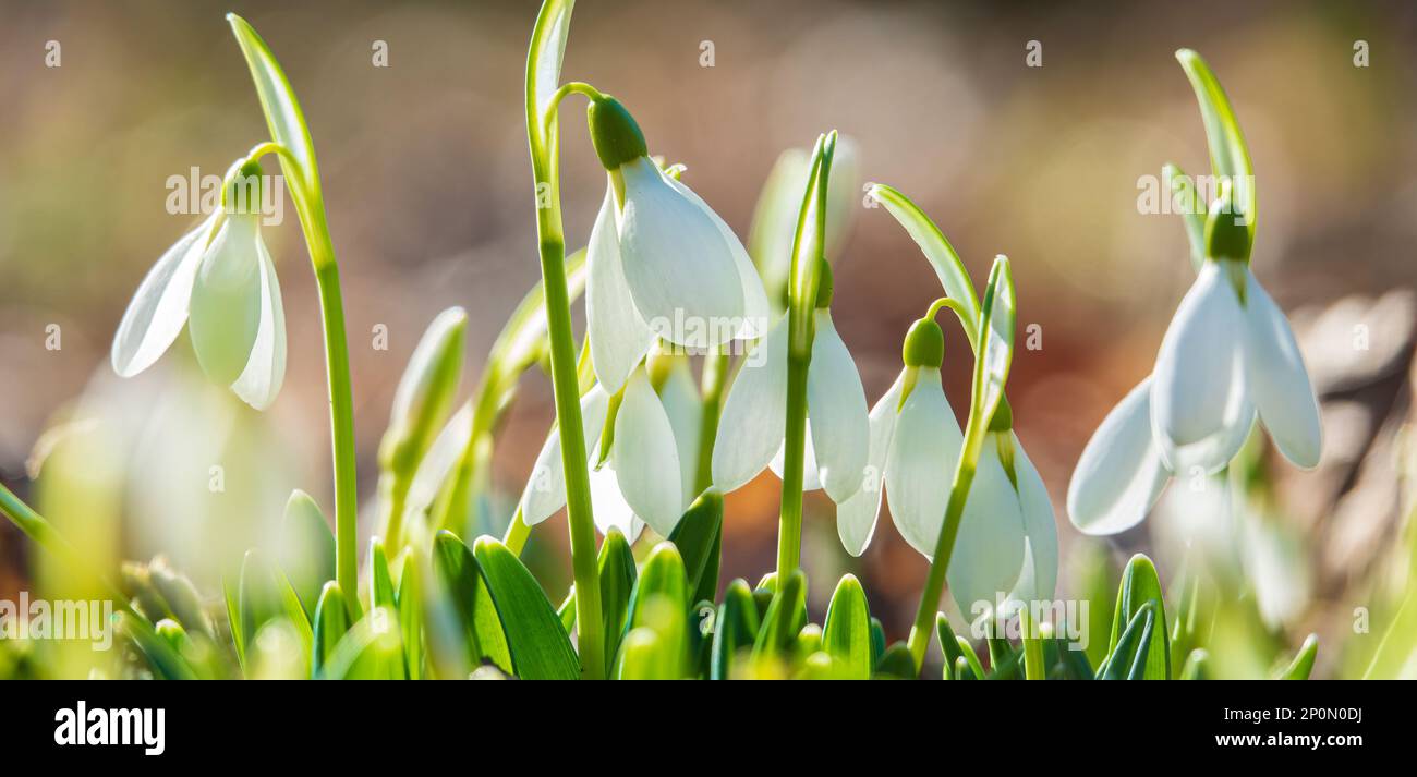 Snowdrop banner hi-res stock photography and images - Alamy