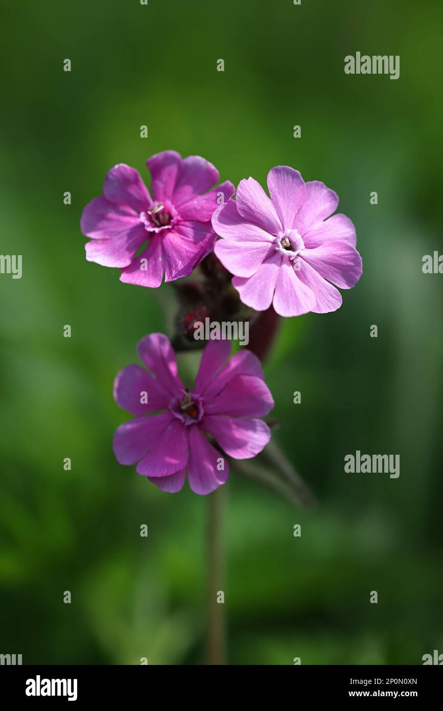 Silene dioica, commonly known as red campion or red catchfly, wild ...