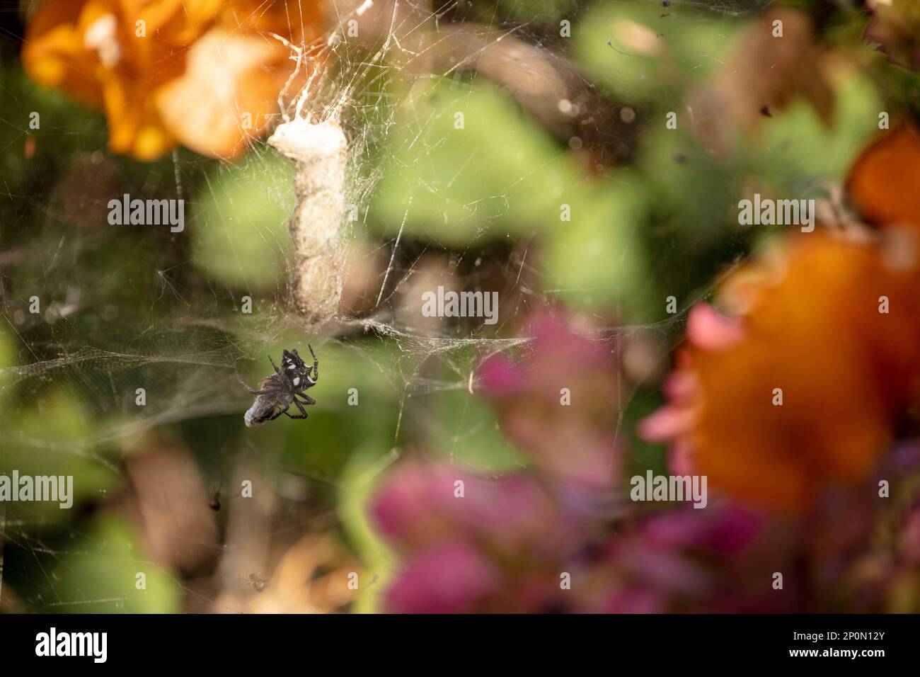 Spiders web, spider and cocoon amongst colourful Bougainvillea. Closeup ...