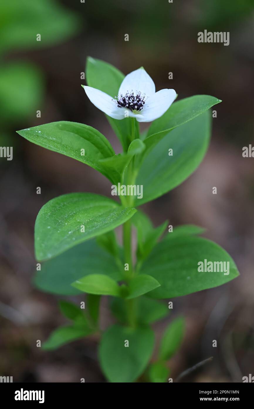 Cornus suecica, commonly known as Dwarf Cornel or Bunchberry, wild ...