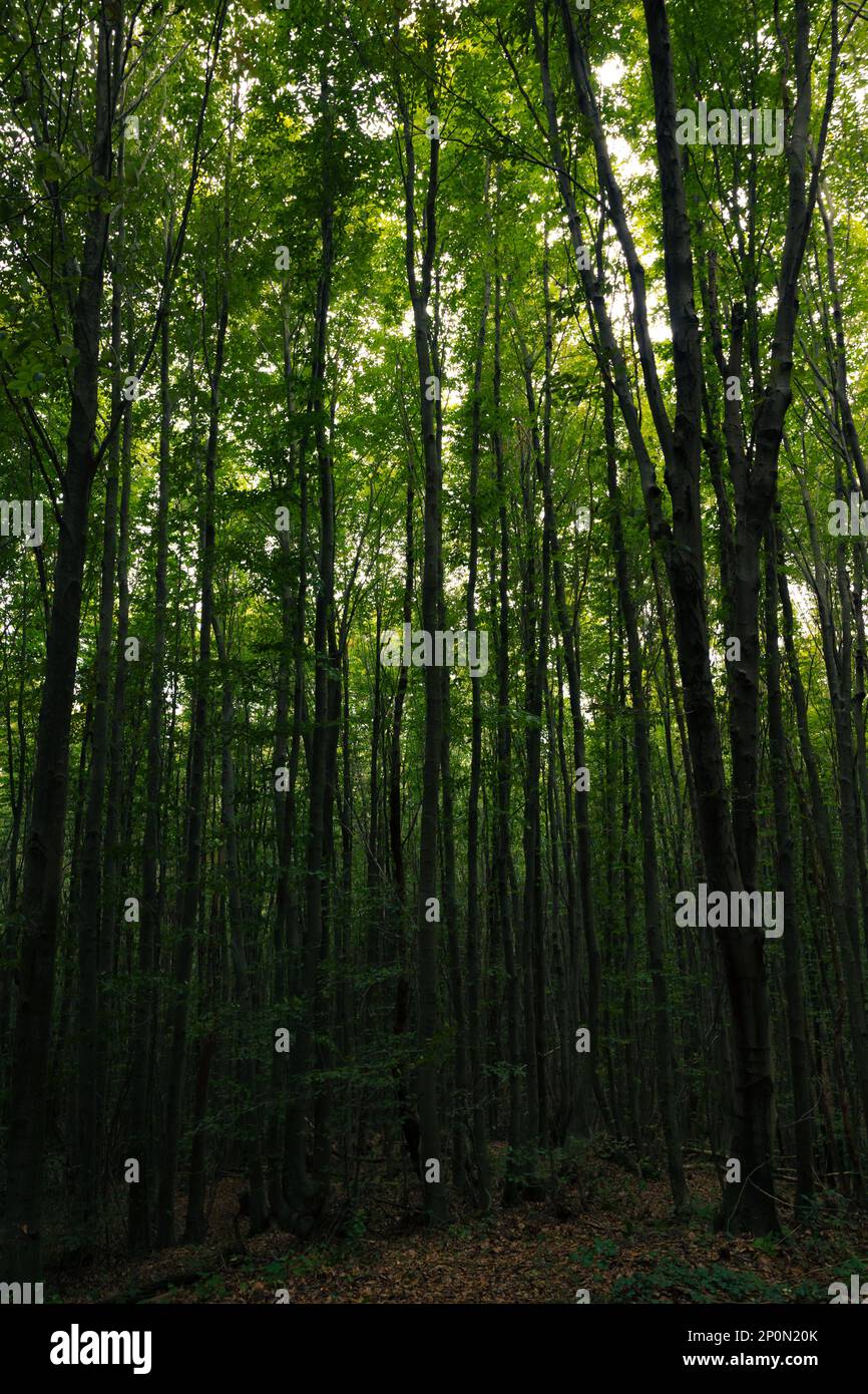 Tall trees in dark hi-res stock photography and images - Alamy
