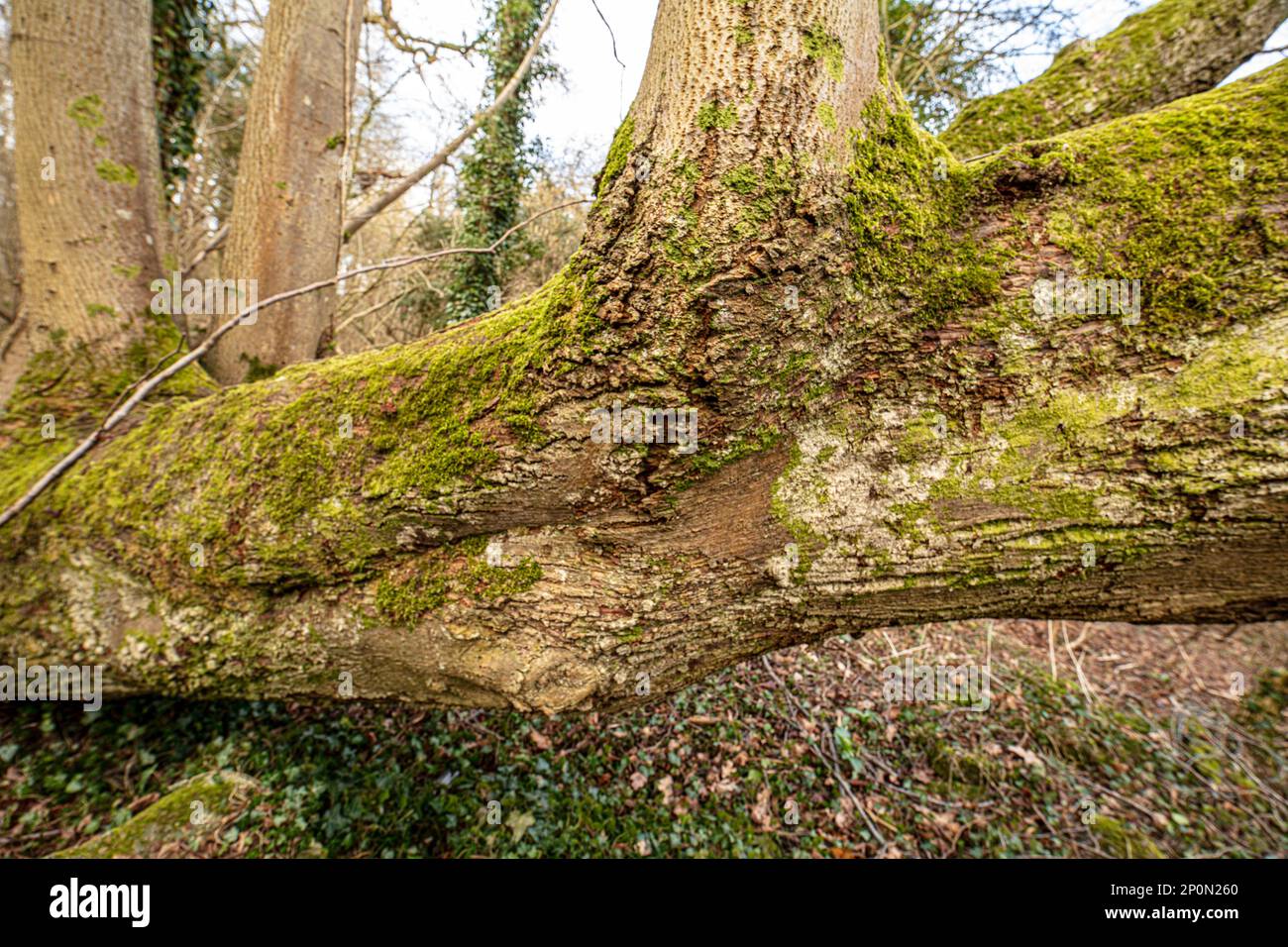 Fallen tree across frame illustrating the textures and patterns in the ...