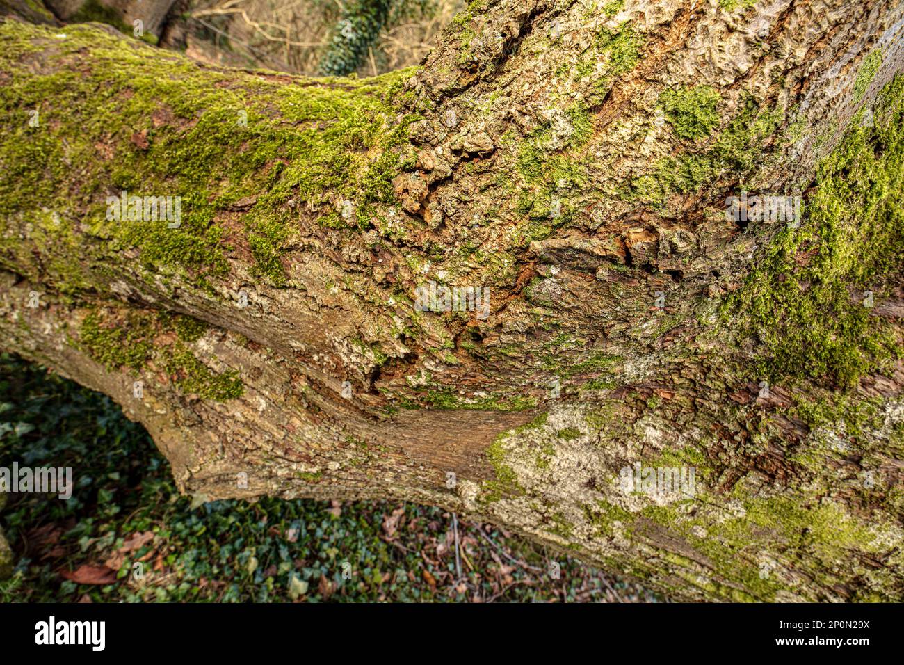 Fallen tree across frame illustrating the textures and patterns in the ...