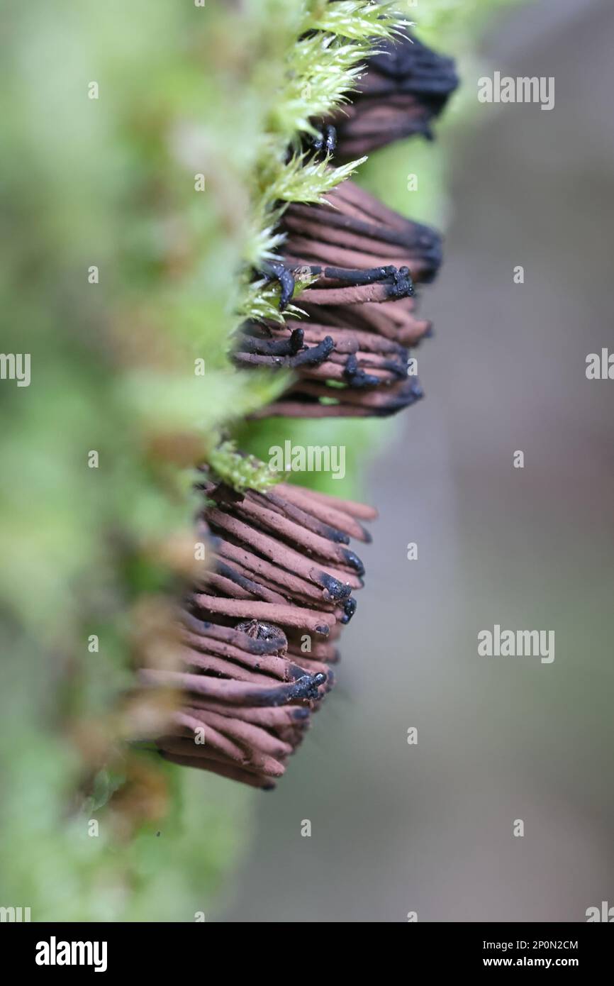 Stemonitis virginiensis, a slime mold from Finland, no common English ...
