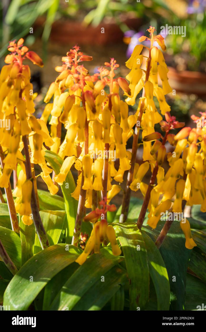 Beautifully backlit yellow Lachenalia Aloides, Lachenalia tricolor ...