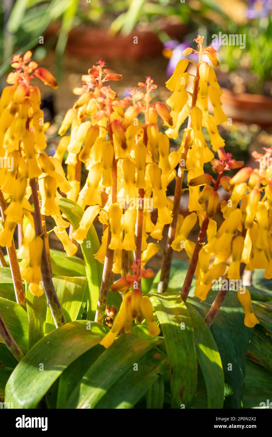 Beautifully backlit yellow Lachenalia Aloides, Lachenalia tricolor, cape cowslip. Close-up ...