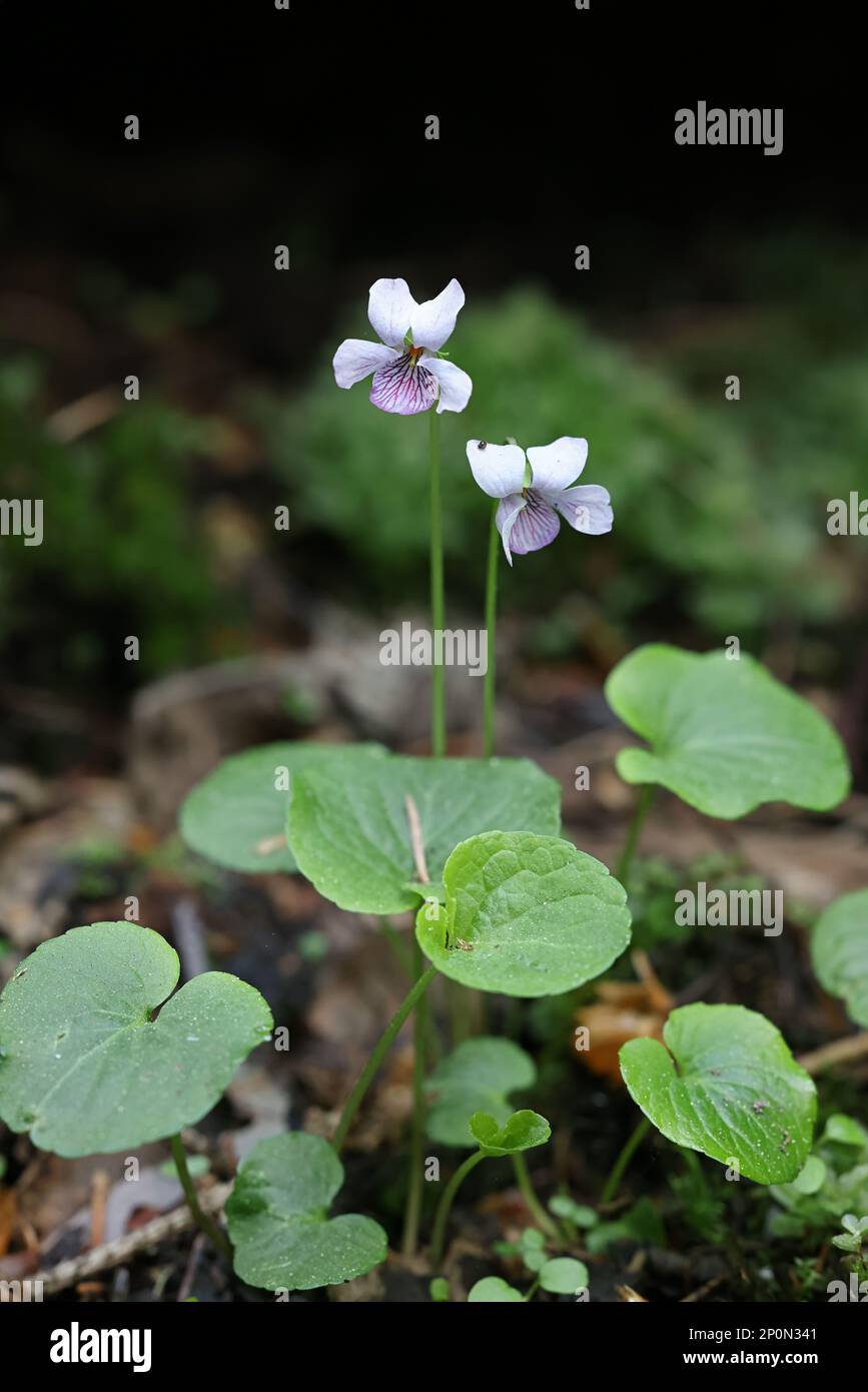 Viola palustris, commonly known as Marsh Violet, wild flower from ...