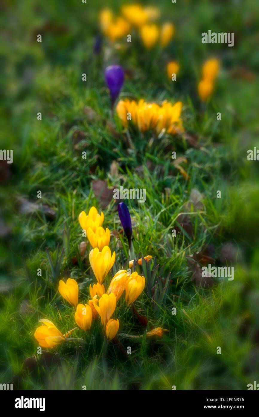 Patch of mixed Crocuses in late winter sunshine. Natural close-up ...