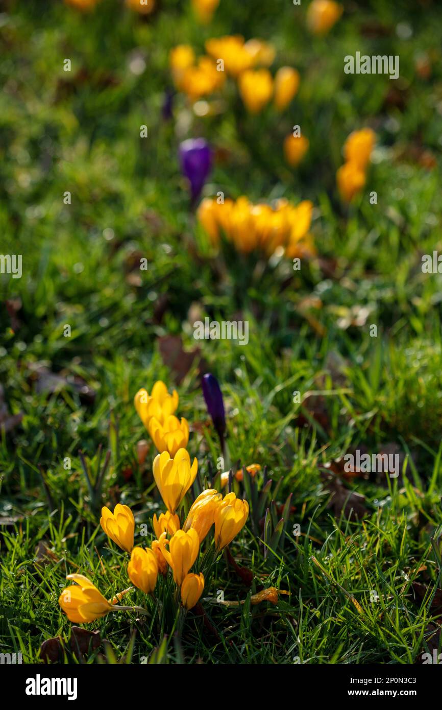 Patch of mixed Crocuses in late winter sunshine. Natural close-up ...