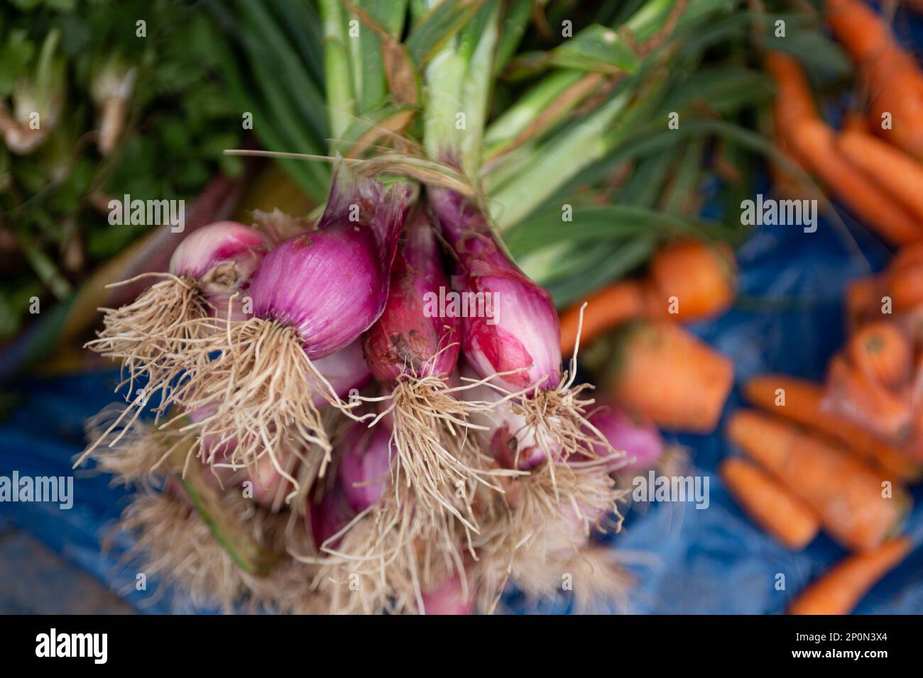 Bunch of shallots hi-res stock photography and images - Alamy