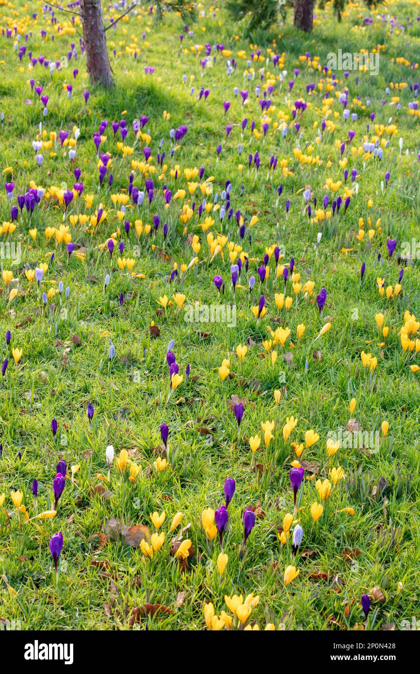 Patch of mixed Crocuses in late winter sunshine. Natural close-up ...