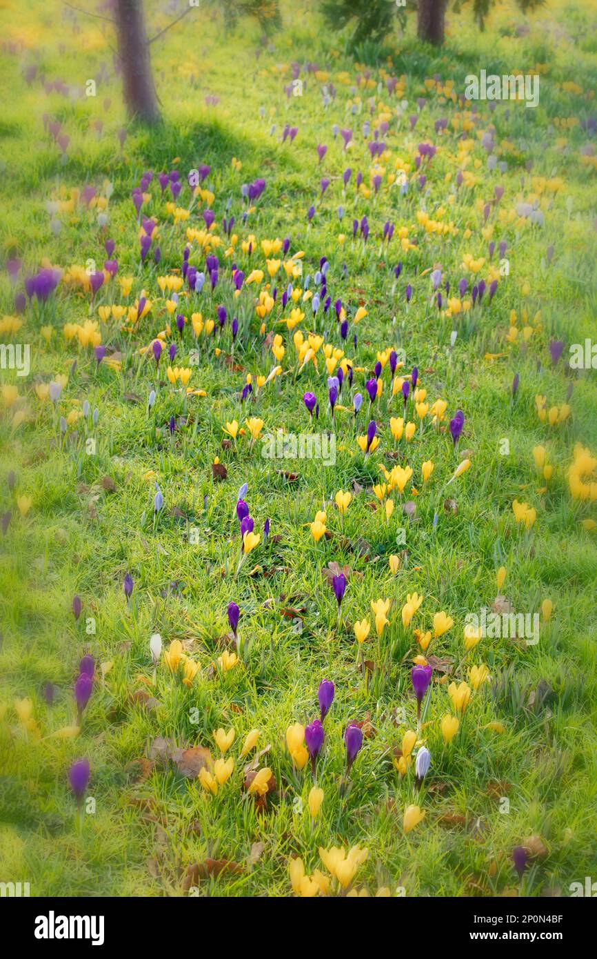 Patch of mixed Crocuses in late winter sunshine. Natural close-up ...