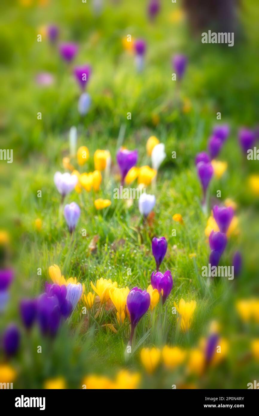 Patch of mixed Crocuses in late winter sunshine. Natural close-up ...