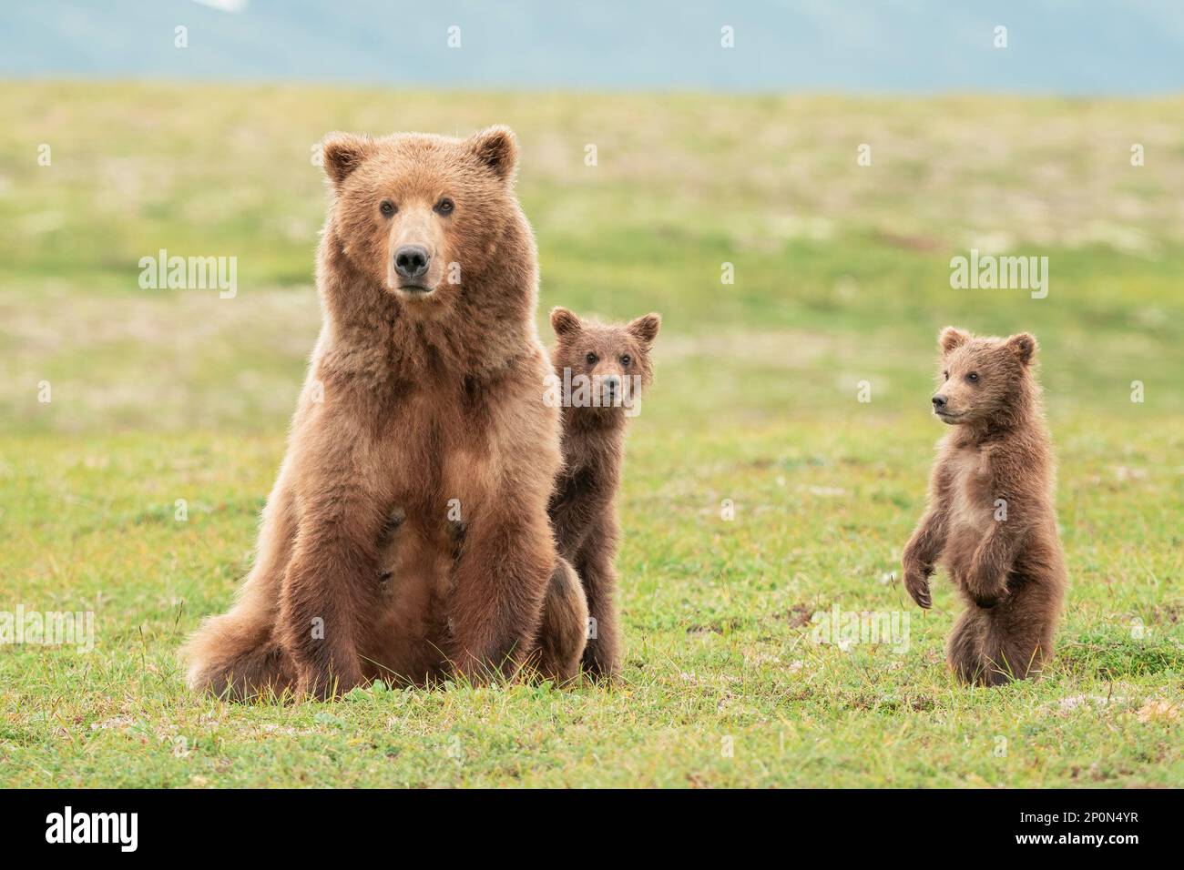 Attentive Mama Bear And Her Tiny Cubs Aping Her Alaska These Adorable Images Show How A