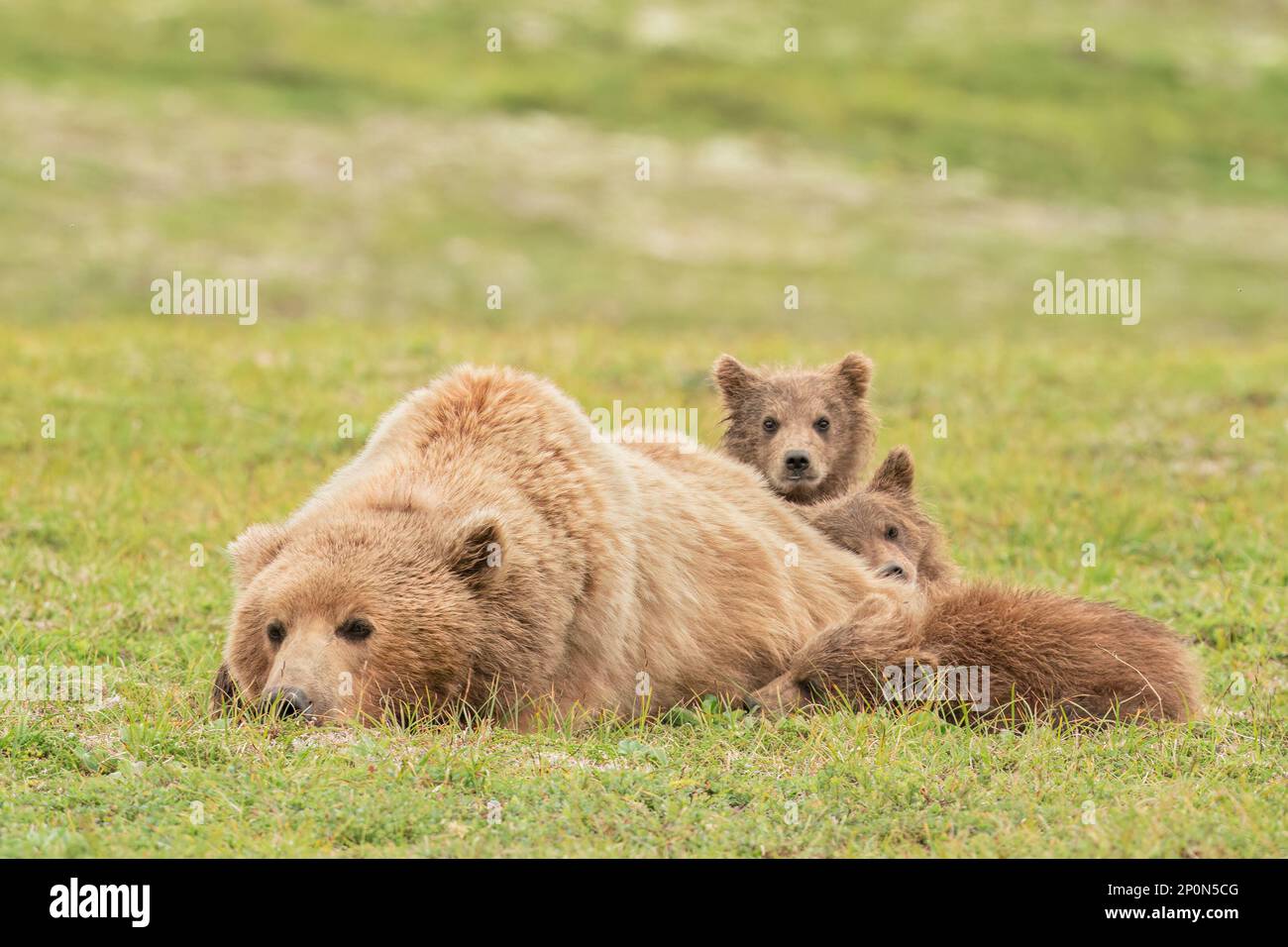 The cubs won't let mama bear rest. ALASKA: THESE ADORABLE images show ...
