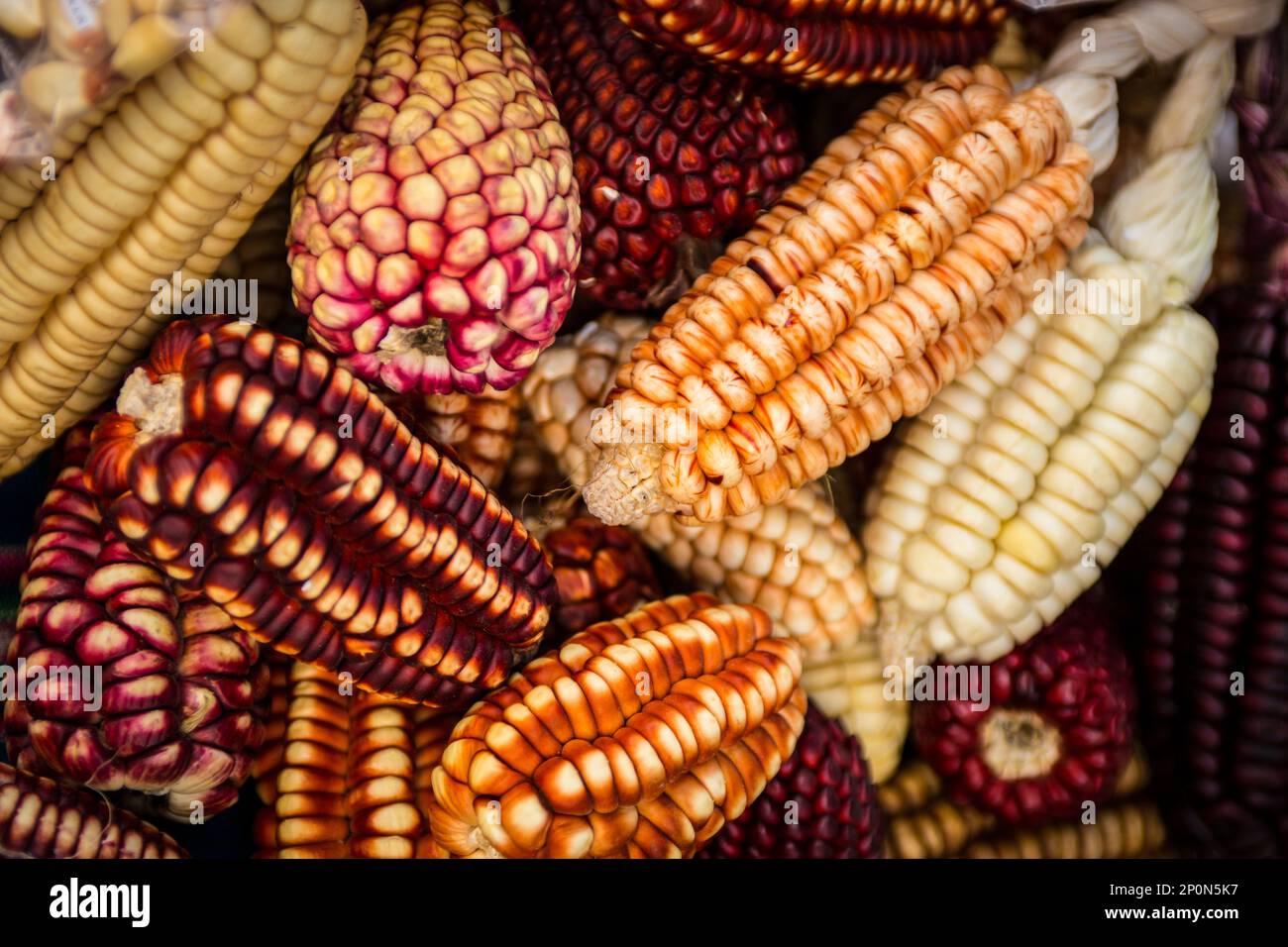 Colorful Peruvian Corn for sale at a farmers market Stock Photo - Alamy