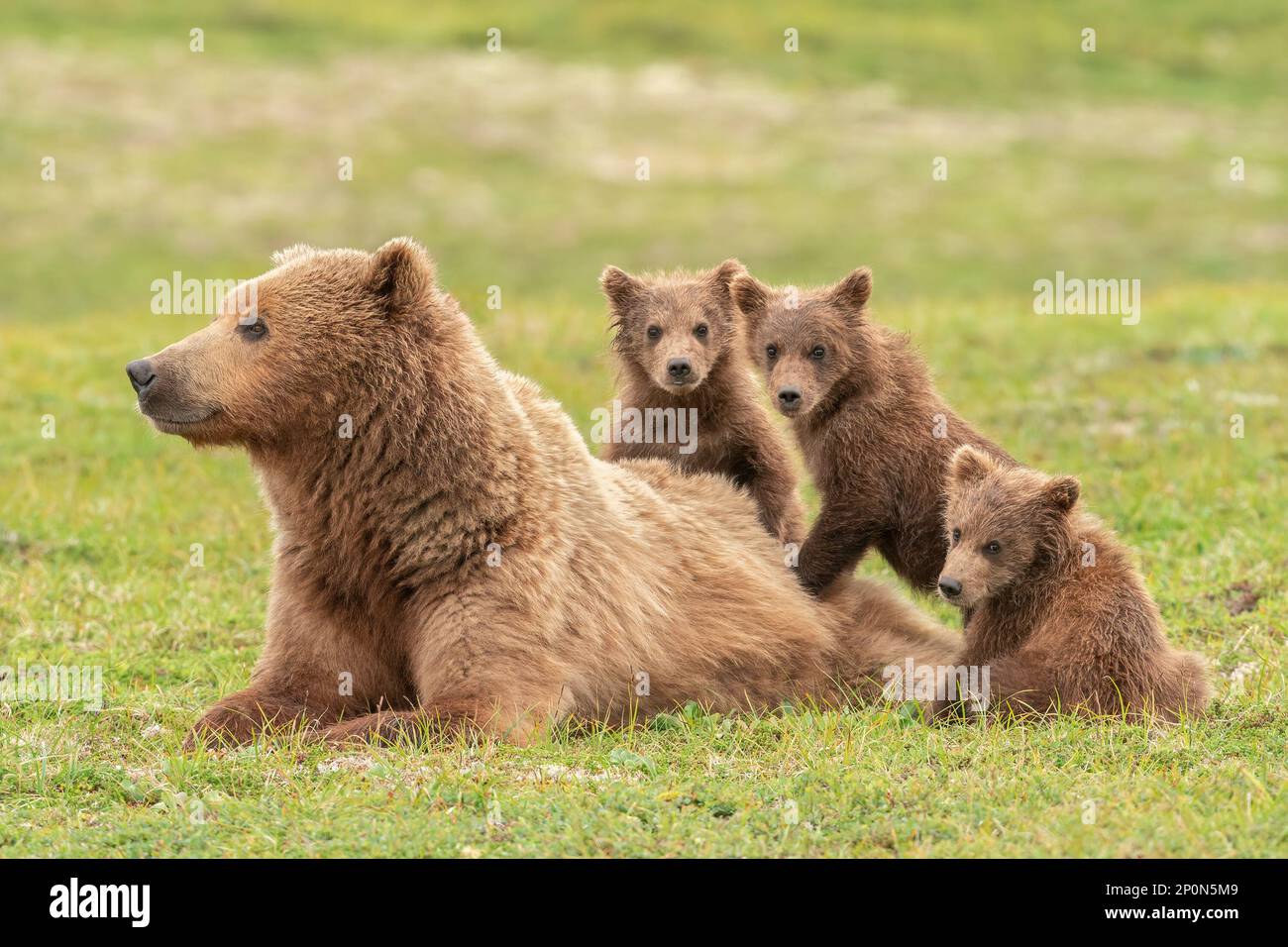 The cubs won't let mama bear rest and here they are trying to get on ...