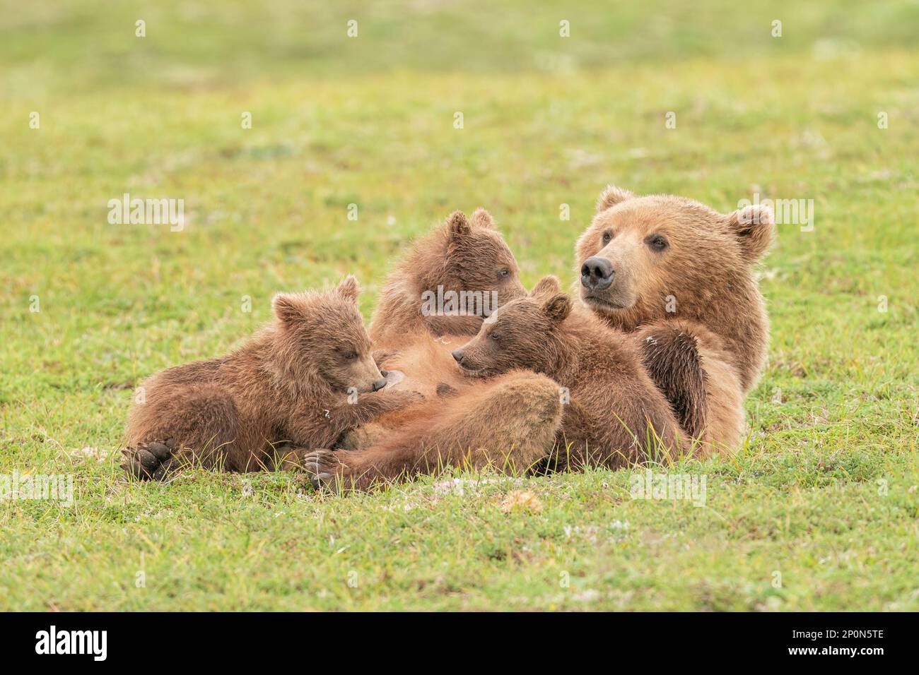 The loving mama bear nursing her cubs. ALASKA: THESE ADORABLE images ...