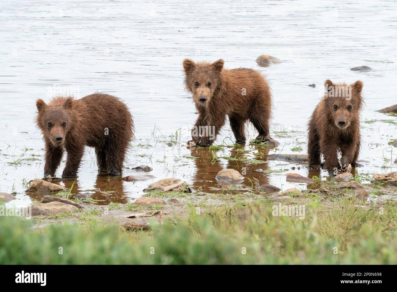 The naughty bear cubs. ALASKA: THESE ADORABLE images show how a patient ...