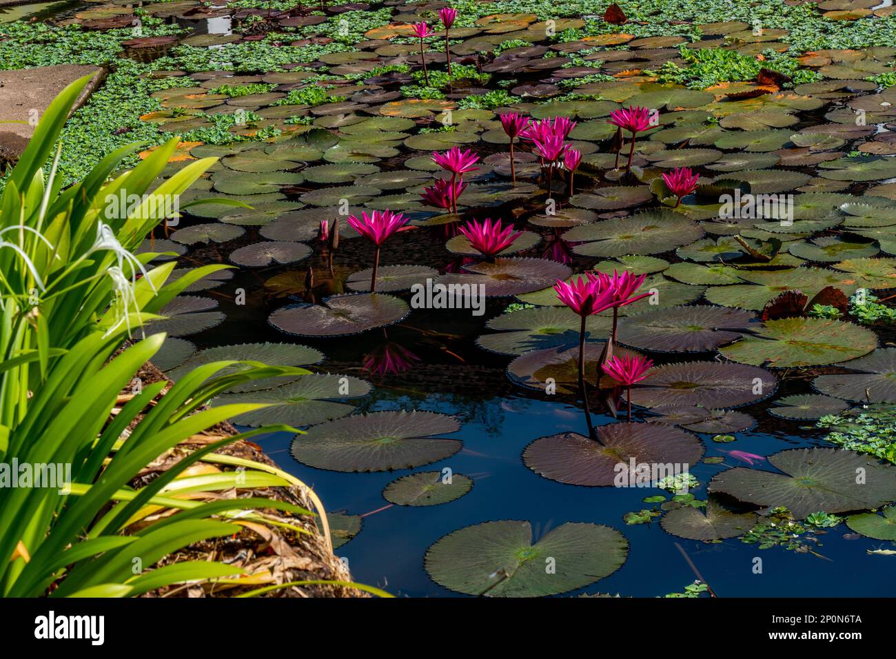 Beautiful pink lotus water plant fields. Water lilly fields in Kerala ...