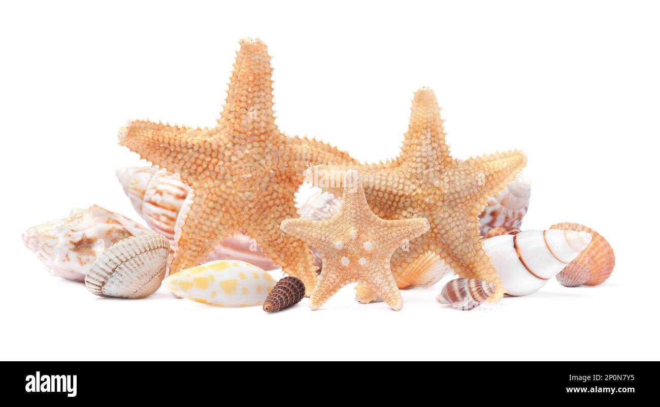 Beautiful sea stars and seashells on white background Stock Photo - Alamy