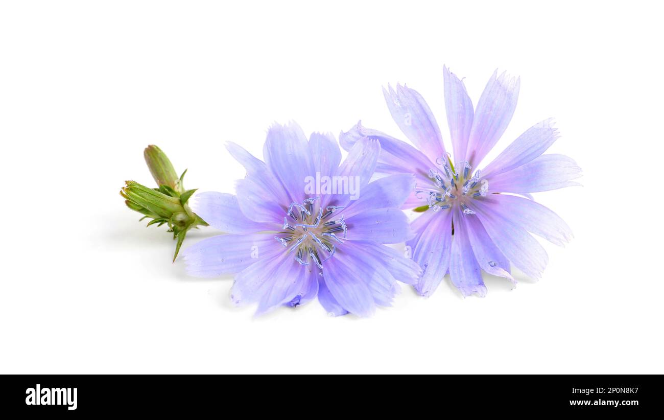Beautiful tender chicory flowers on white background Stock Photo - Alamy