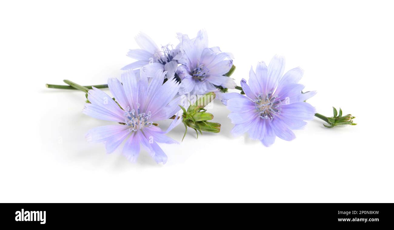 Beautiful tender chicory flowers on white background Stock Photo - Alamy