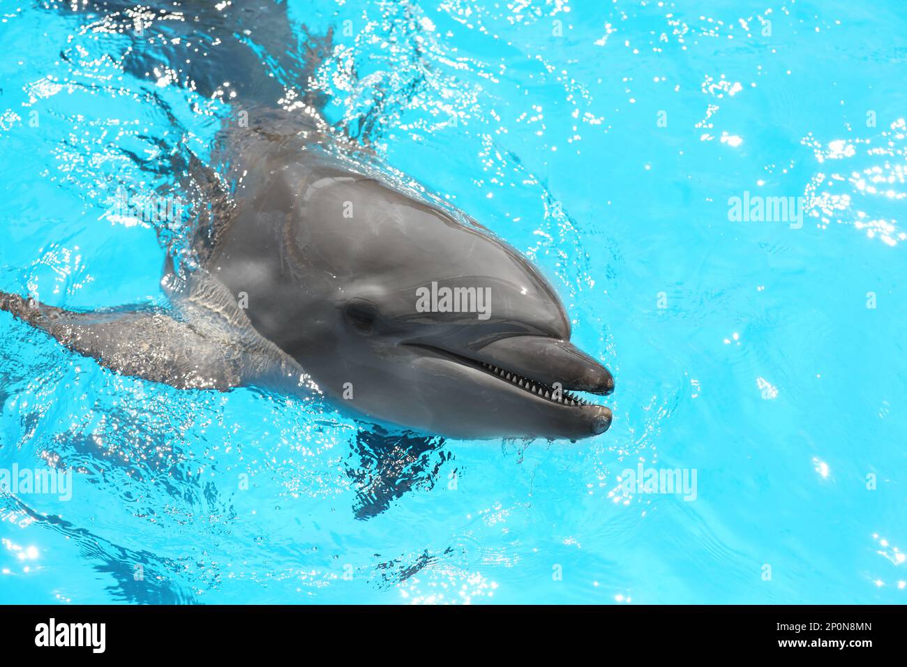 Dolphin swimming in pool at marine mammal park Stock Photo - Alamy